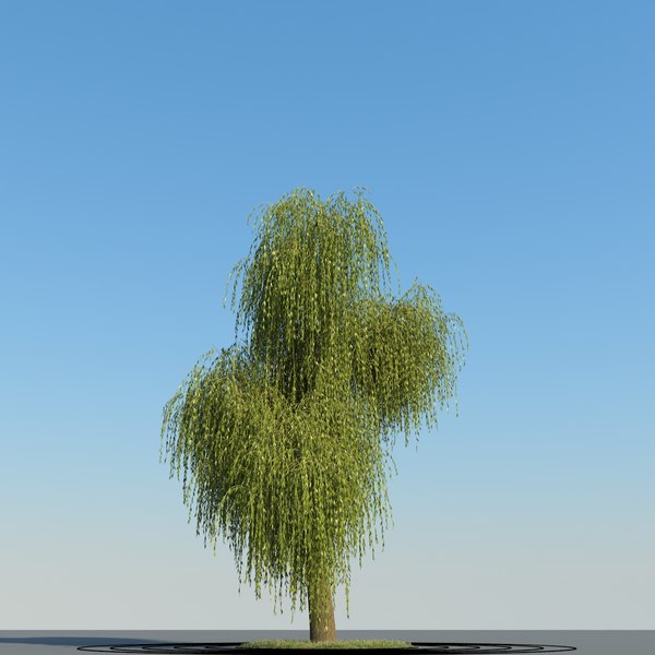 willow tree max