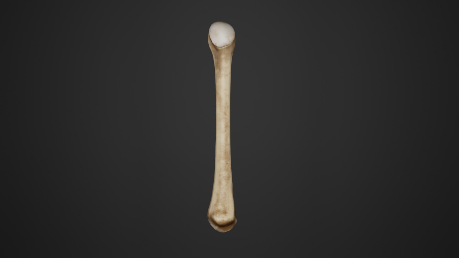 Human Anatomy-skeletal System-Humerus Upper Limb 3D Model - TurboSquid ...