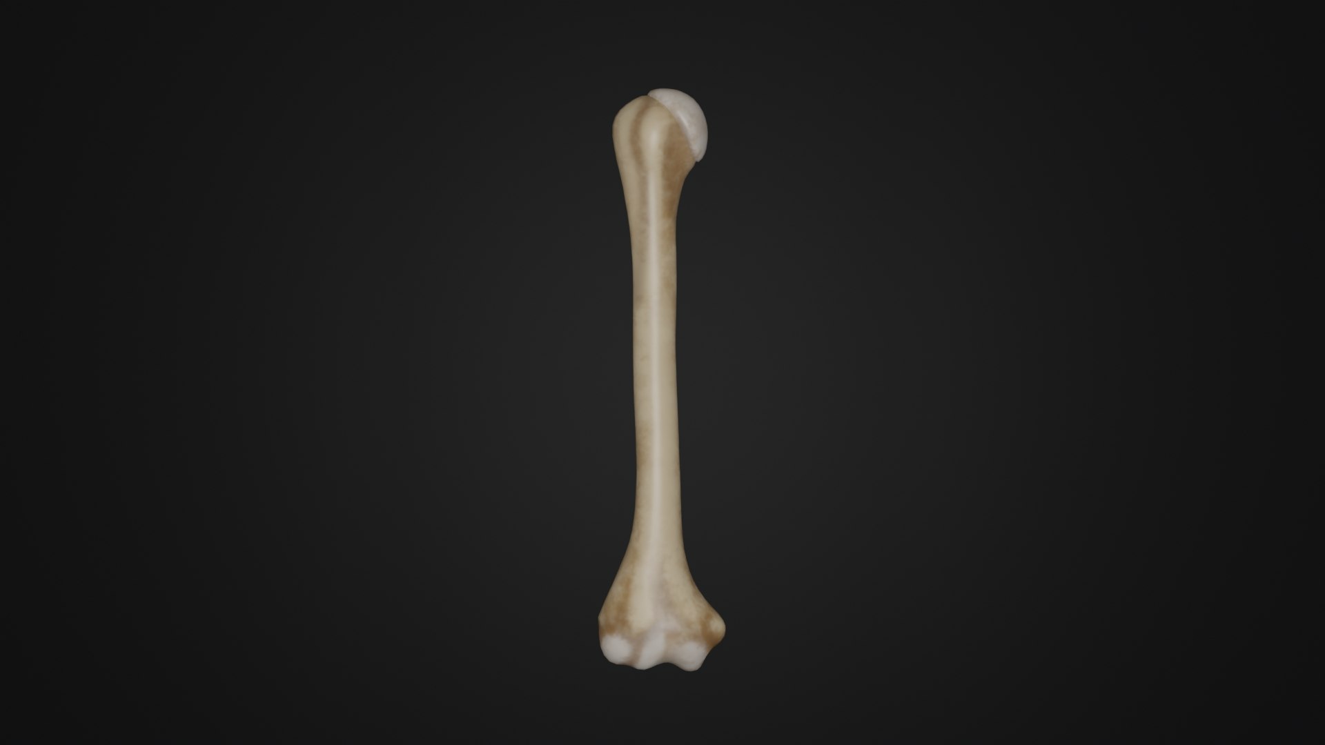 Human Anatomy-skeletal System-Humerus Upper Limb 3D Model - TurboSquid ...