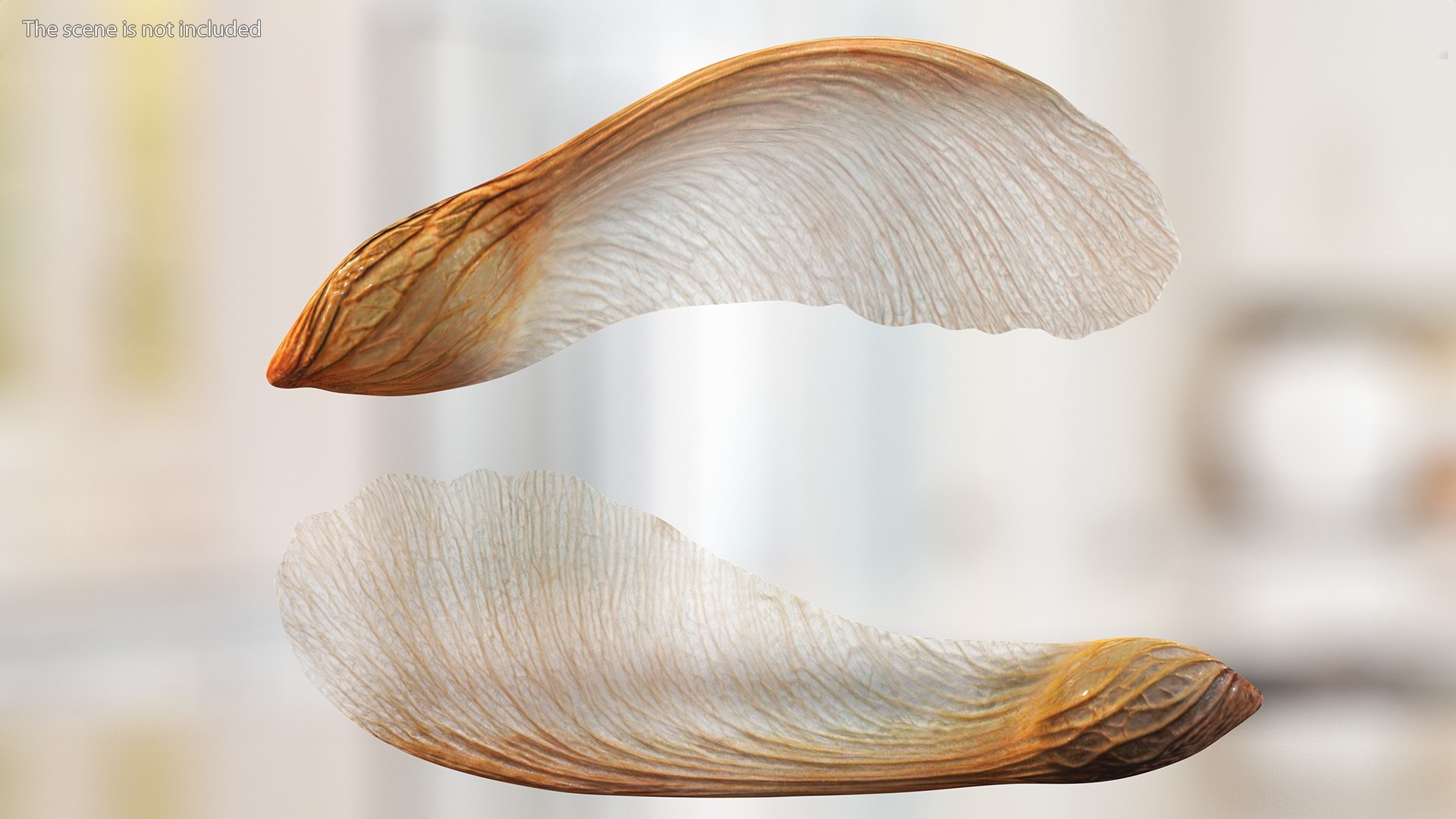 3D Dry Maple Seeds Model - TurboSquid 1839184