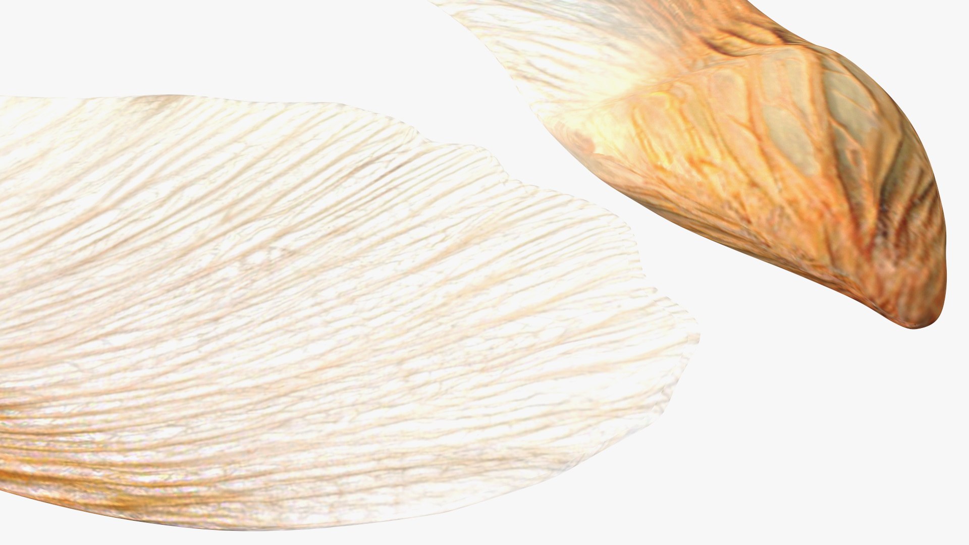 3D Dry Maple Seeds model - TurboSquid 1839184