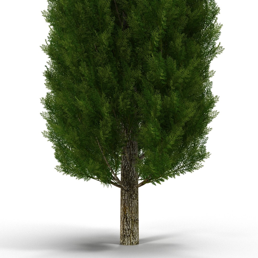 3d cypress tree 2 model