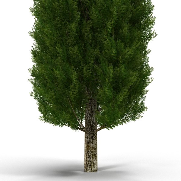 3d cypress tree 2 model