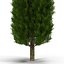3d Cypress Tree 2 Model