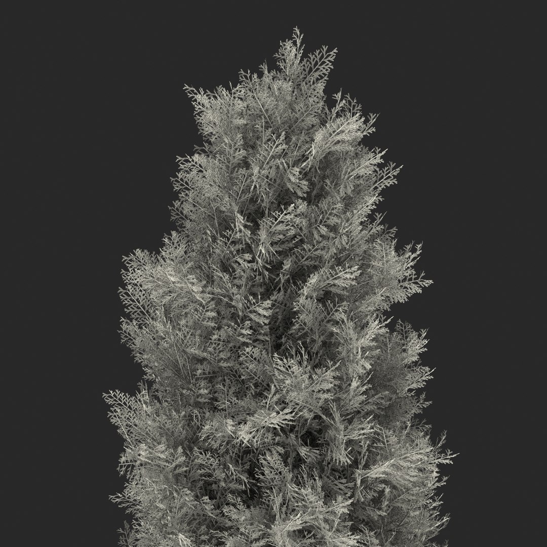 3d Cypress Tree 2 Model