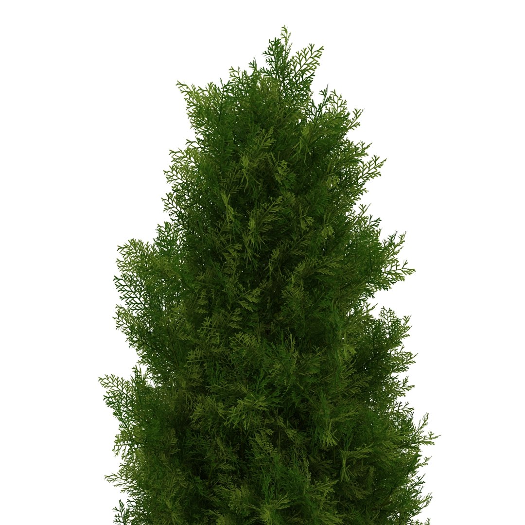 3d cypress tree 2 model