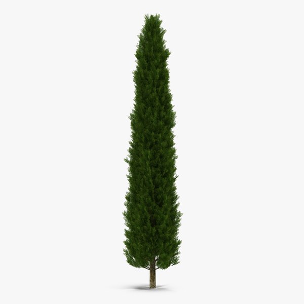 3d cypress tree 2 model