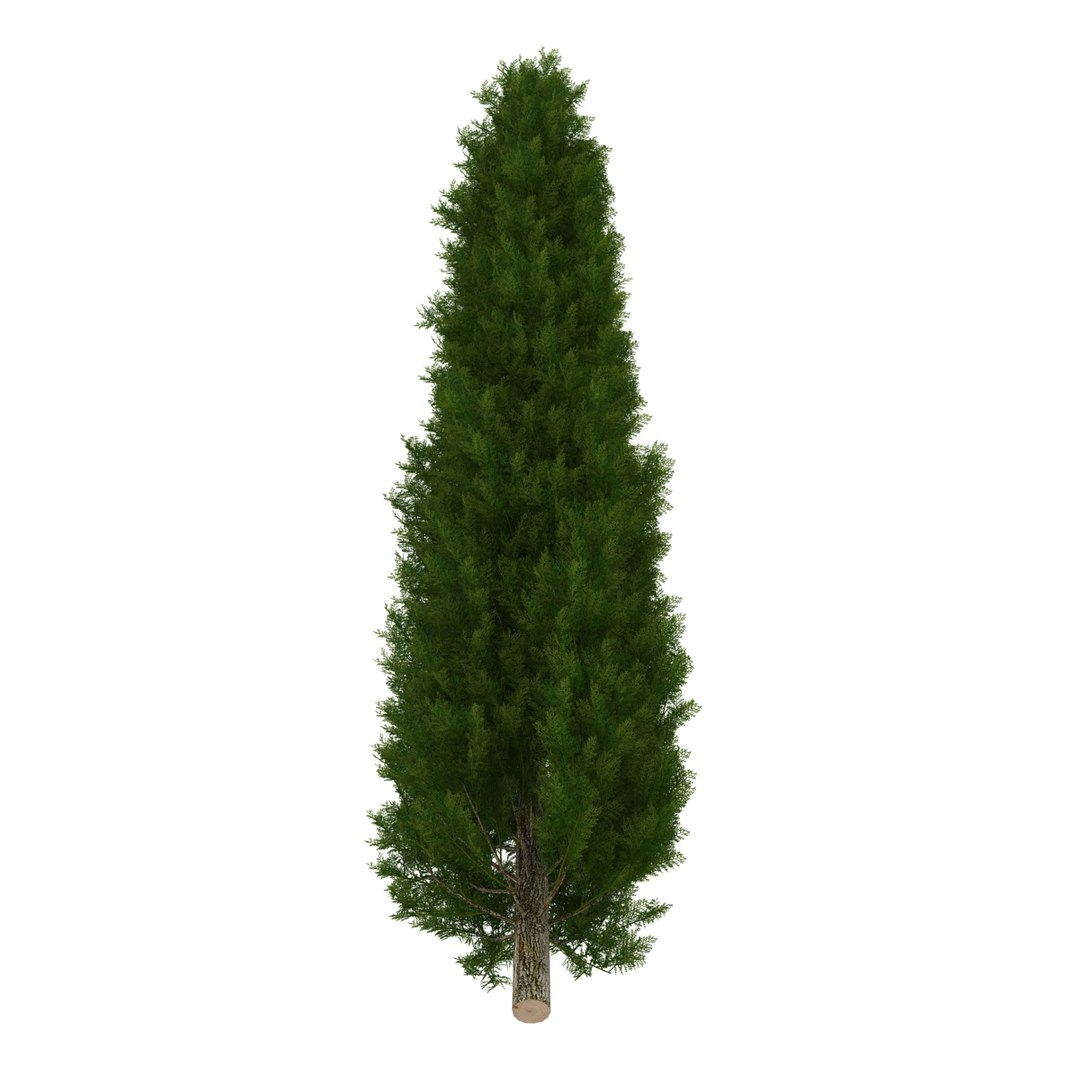 3d Cypress Tree 2 Model