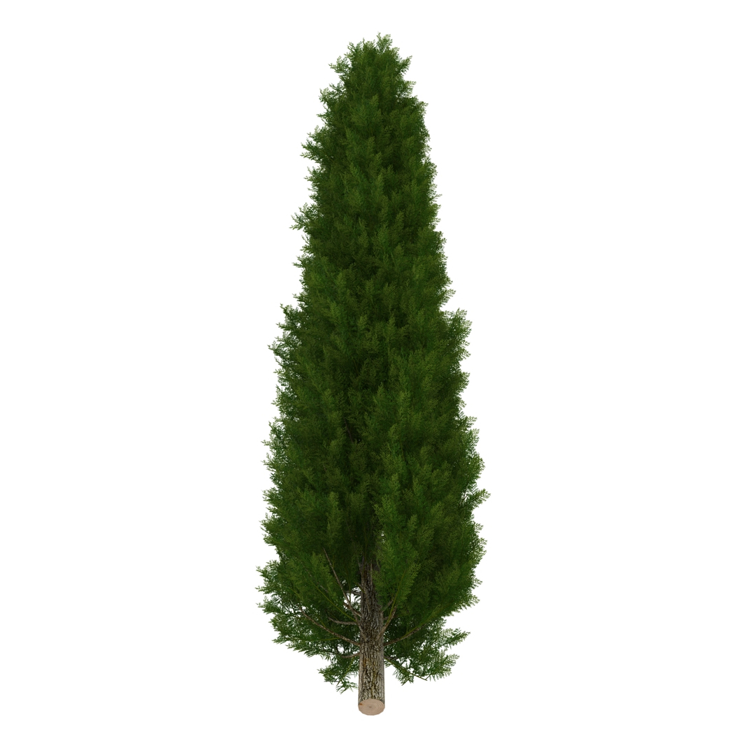 3d cypress tree 2 model