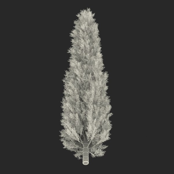 3d cypress tree 2 model