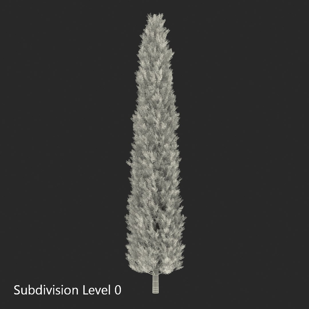 3d cypress tree 2 model