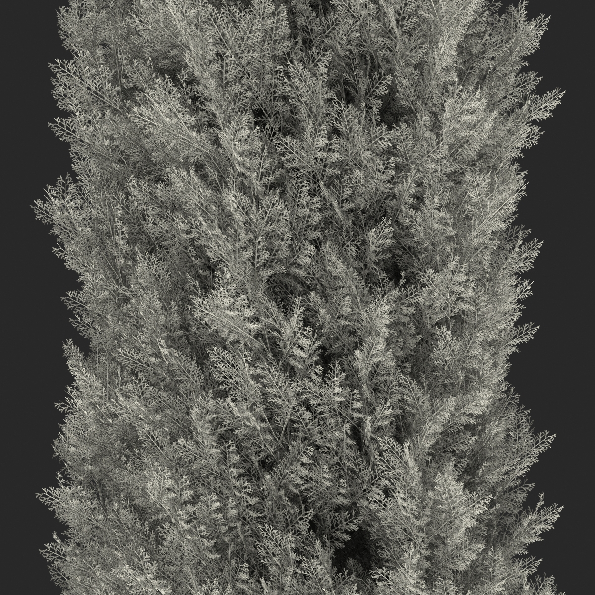 3d cypress tree 2 model
