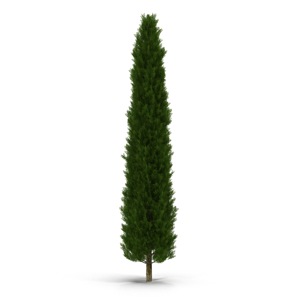 3d cypress tree 2 model