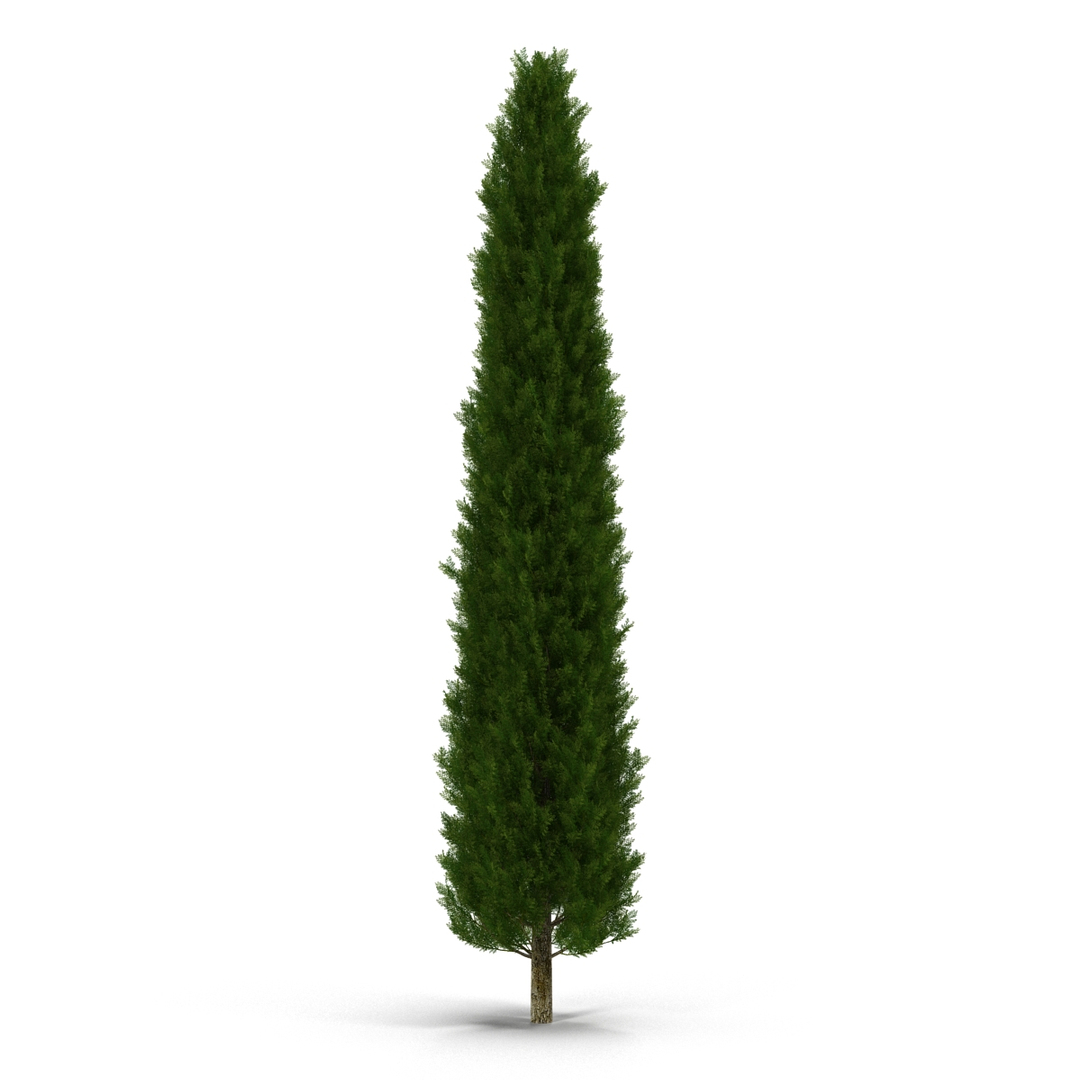 3d Cypress Tree 2 Model