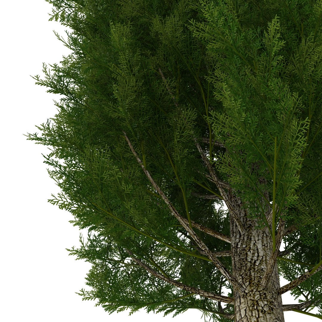 3d cypress tree 2 model