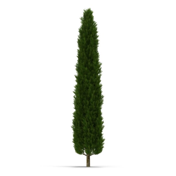 3d cypress tree 2 model