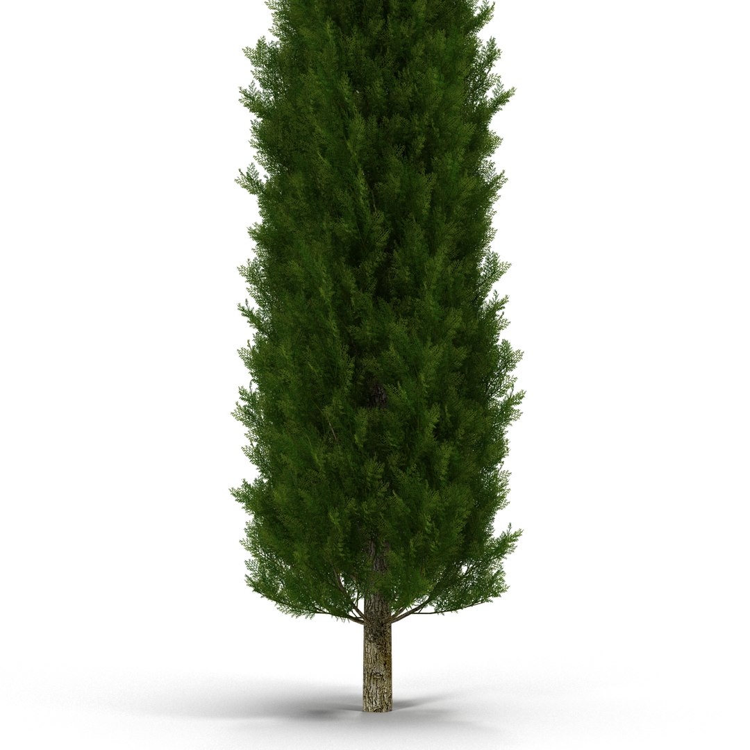 3d cypress tree 2 model