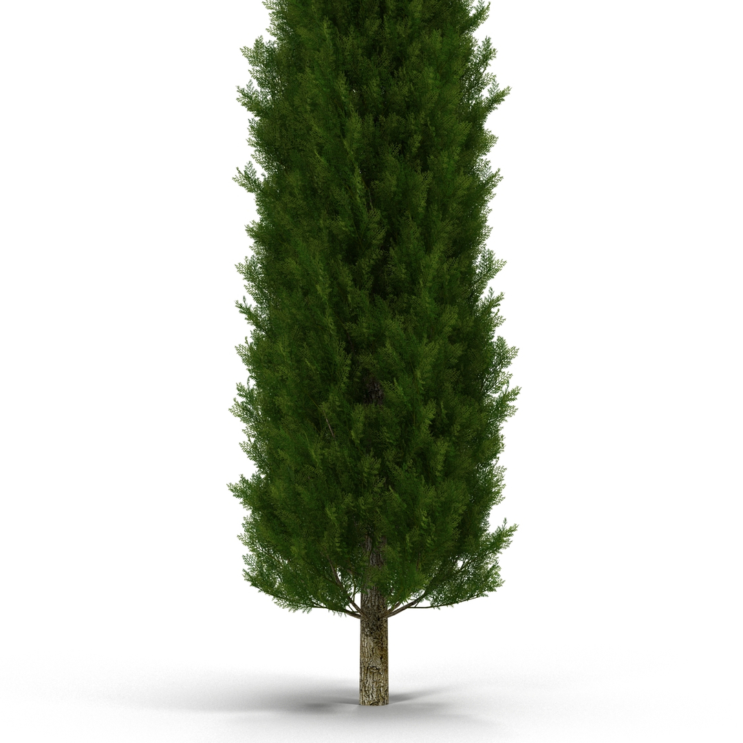 3d cypress tree 2 model