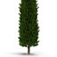 3d Cypress Tree 2 Model