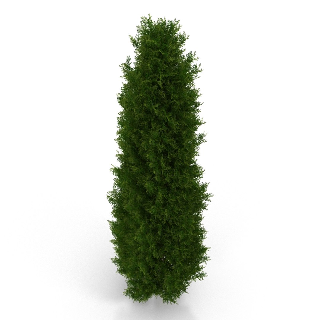 3d Cypress Tree 2 Model