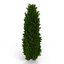 3d Cypress Tree 2 Model