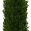 3d Cypress Tree 2 Model