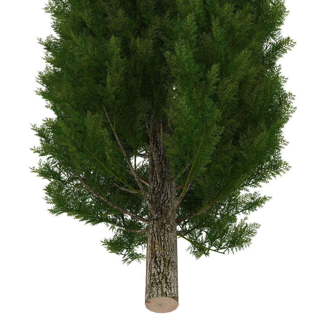 3d cypress tree 2 model