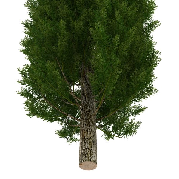 3d cypress tree 2 model