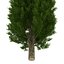 3d Cypress Tree 2 Model