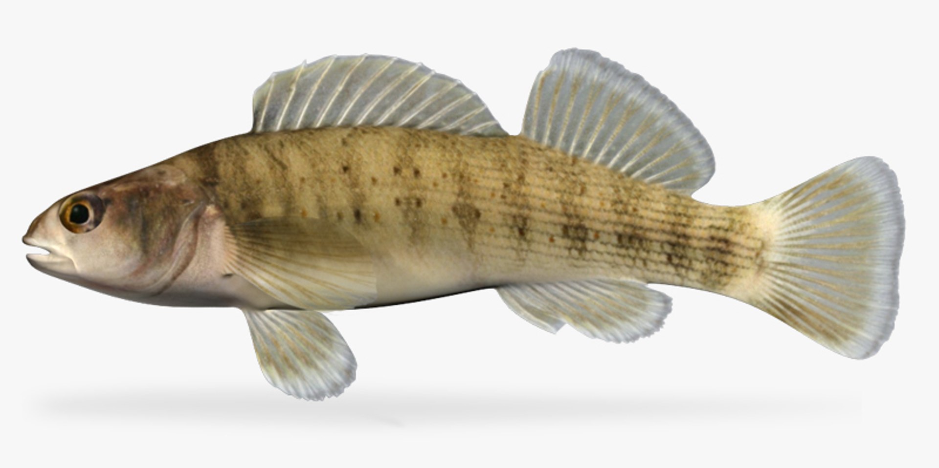 etheostoma camurum bluebreast darter 3d fbx