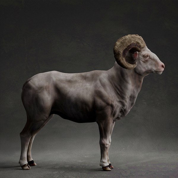 modelo 3d borrego cimarrón - TurboSquid 2186568