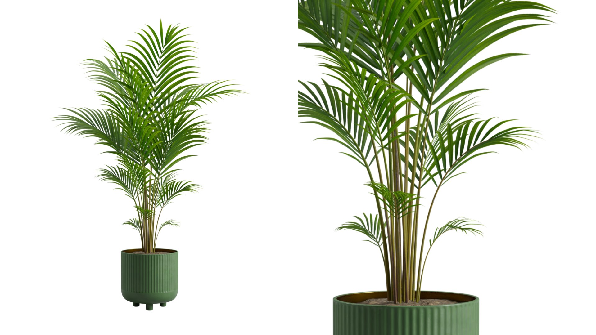 3D Model Potted Areca Palm - TurboSquid 1993106