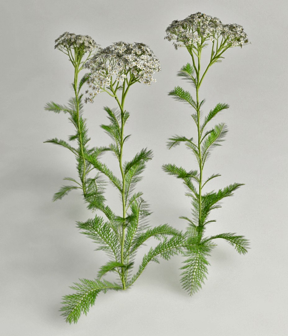 Yarrow Plant Landscaping 3d Model