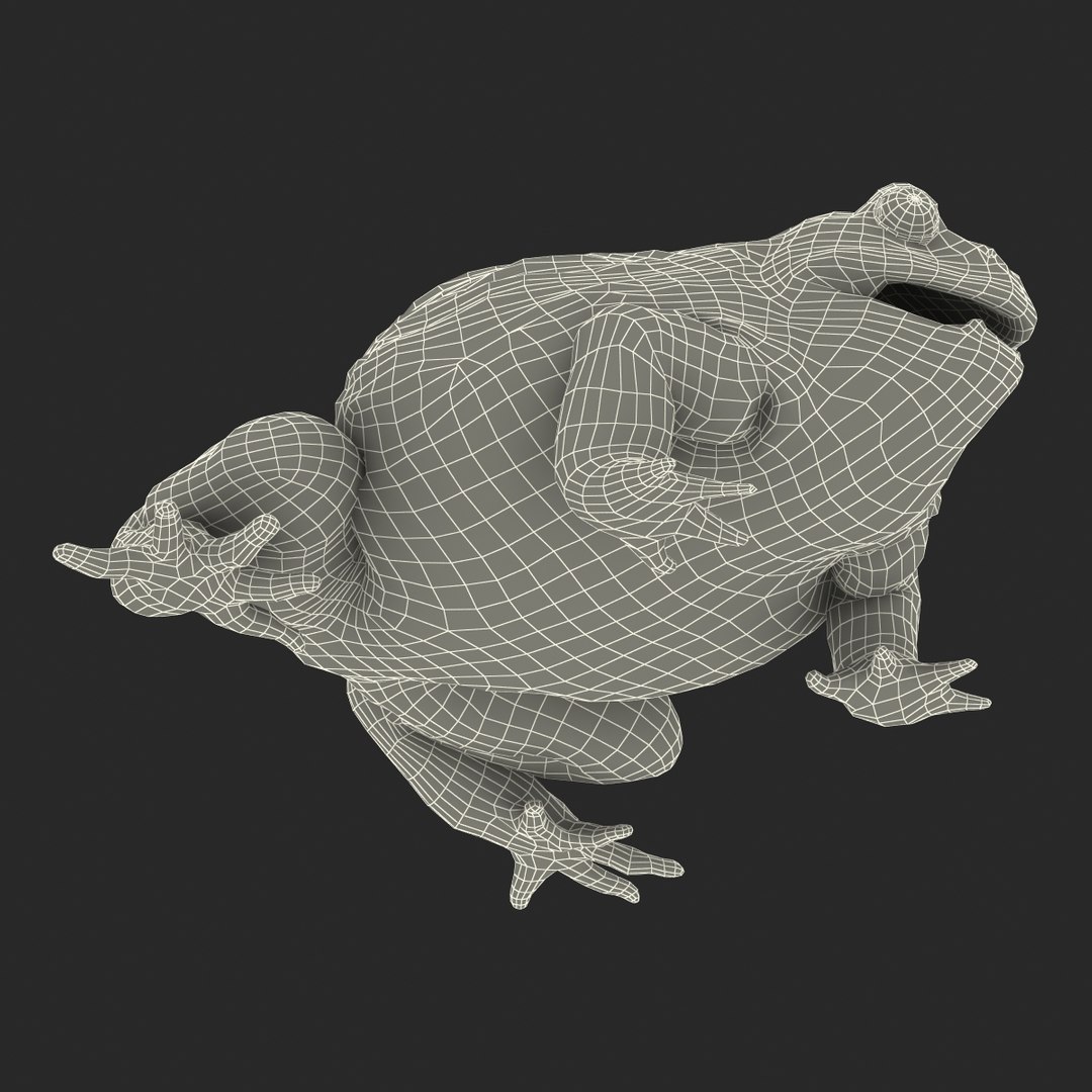 african bullfrog pose 3 3d model
