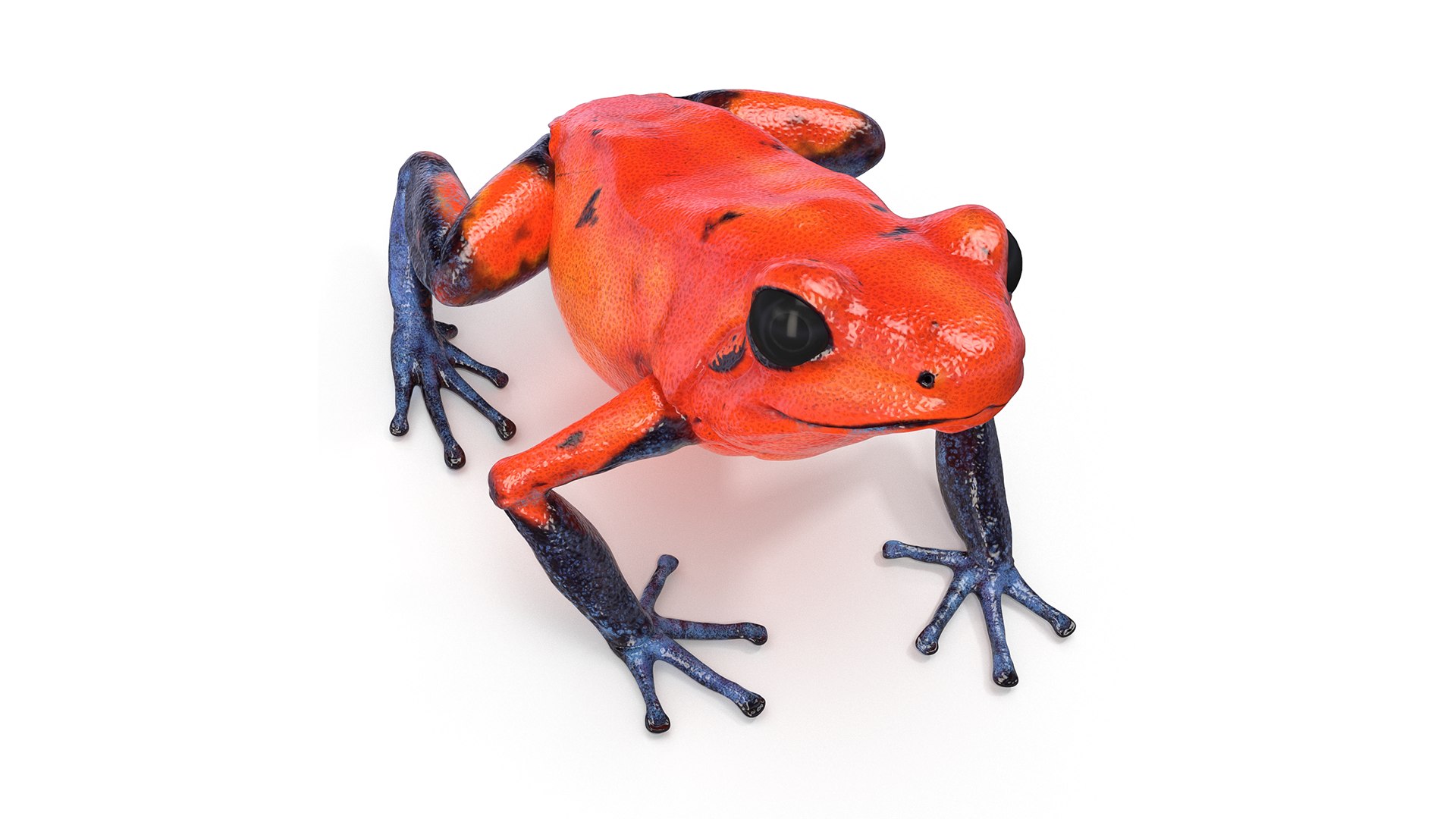 Red Poison Dart Frog Animated 3D Model - TurboSquid 2141662