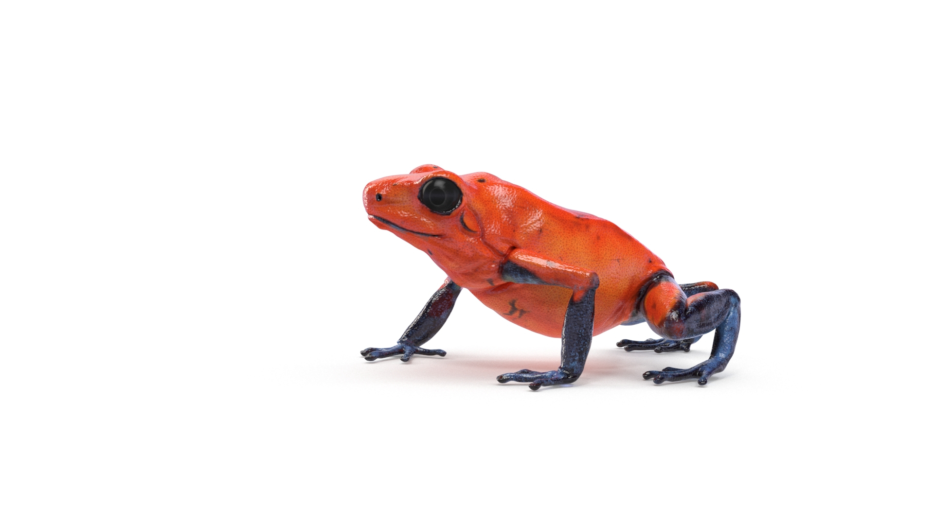 Red Poison Dart Frog Animated 3D Model - TurboSquid 2141662