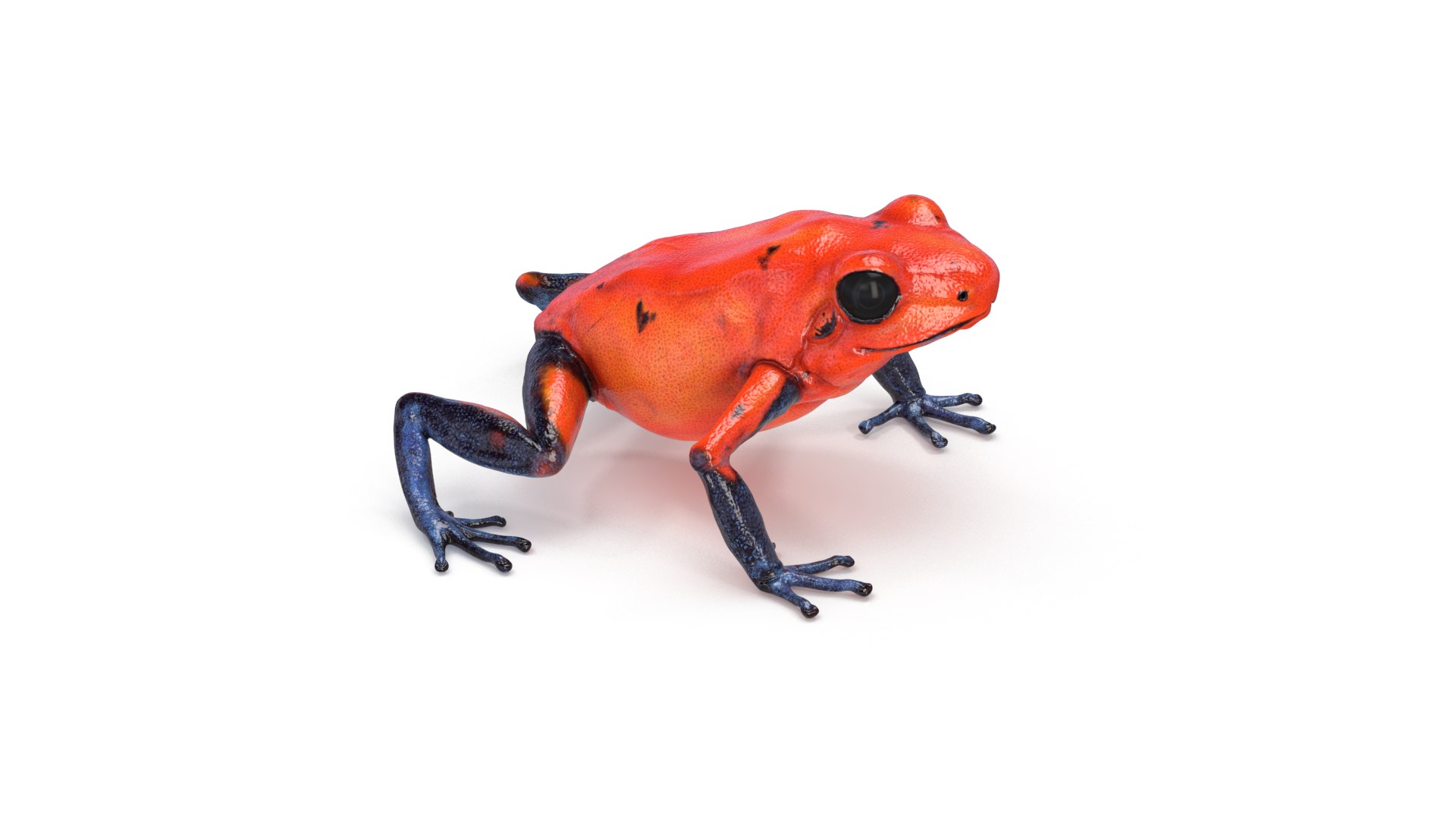 Red Poison Dart Frog Animated 3D Model - TurboSquid 2141662