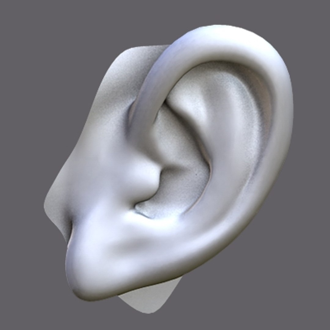Perfect Ear 3d Model