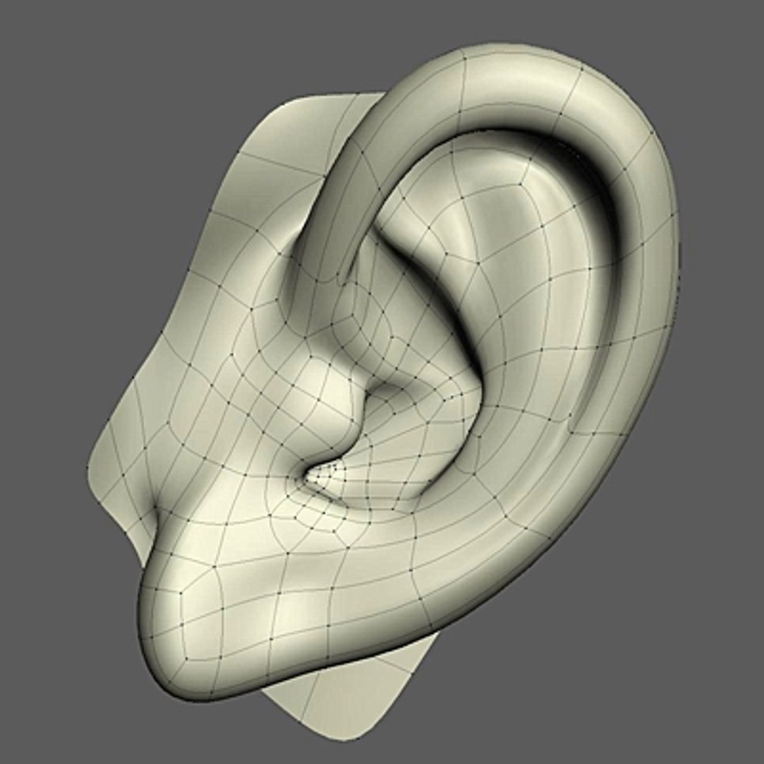 Perfect Ear 3d Model
