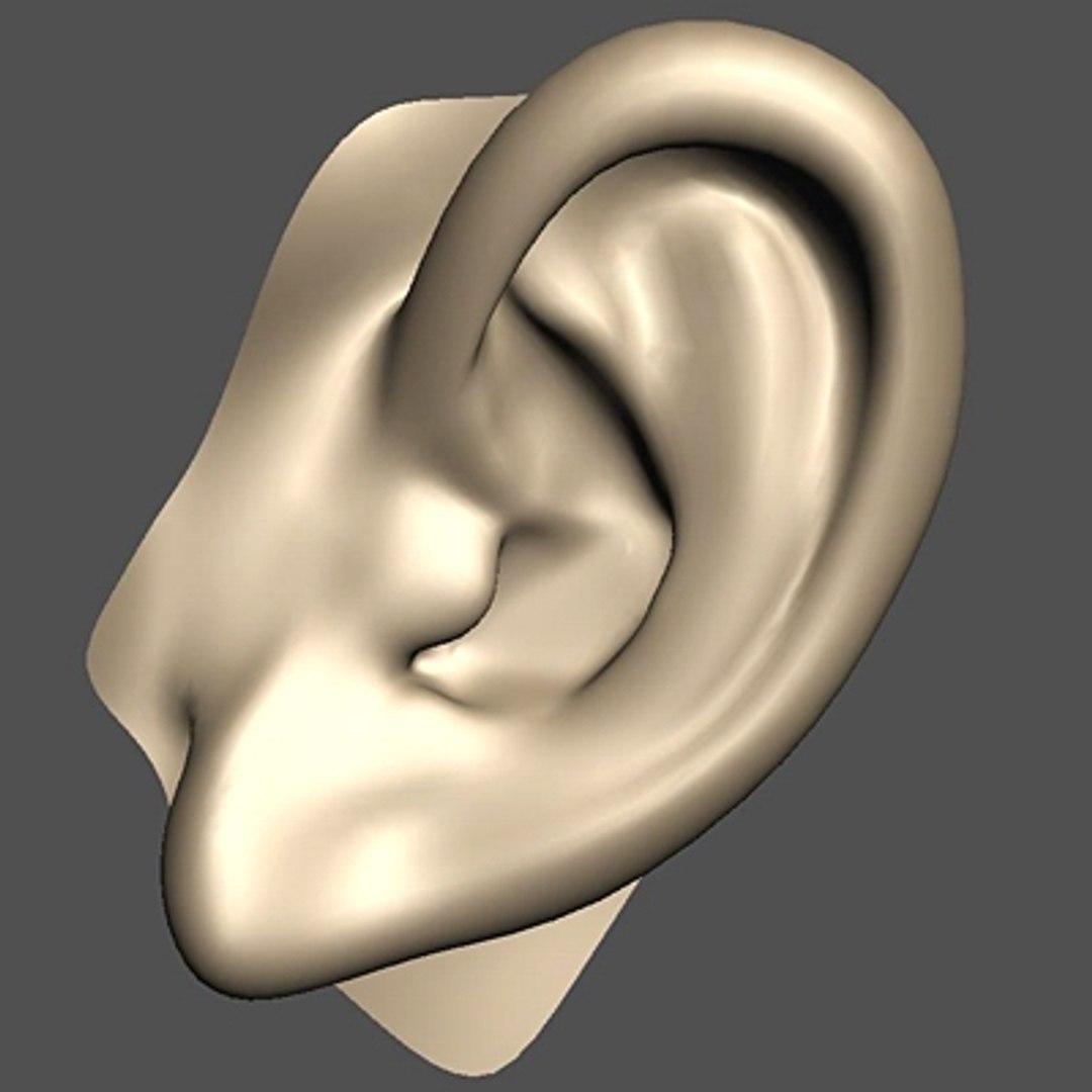 Perfect Ear 3d Model
