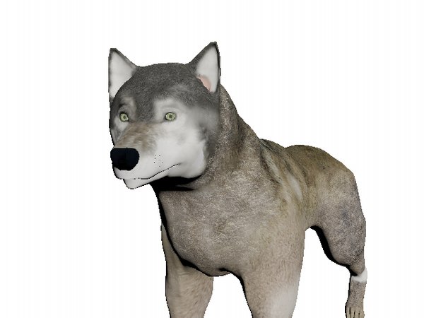modelo 3d Lobo 3d (Rigging) - TurboSquid 1175977
