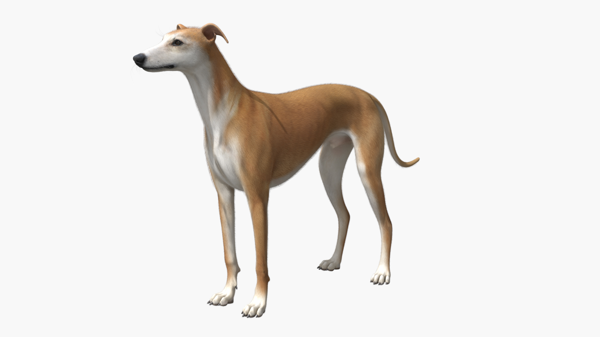 Greyhound Walking Animated Fur Rigged For Blender 3D Model - TurboSquid ...