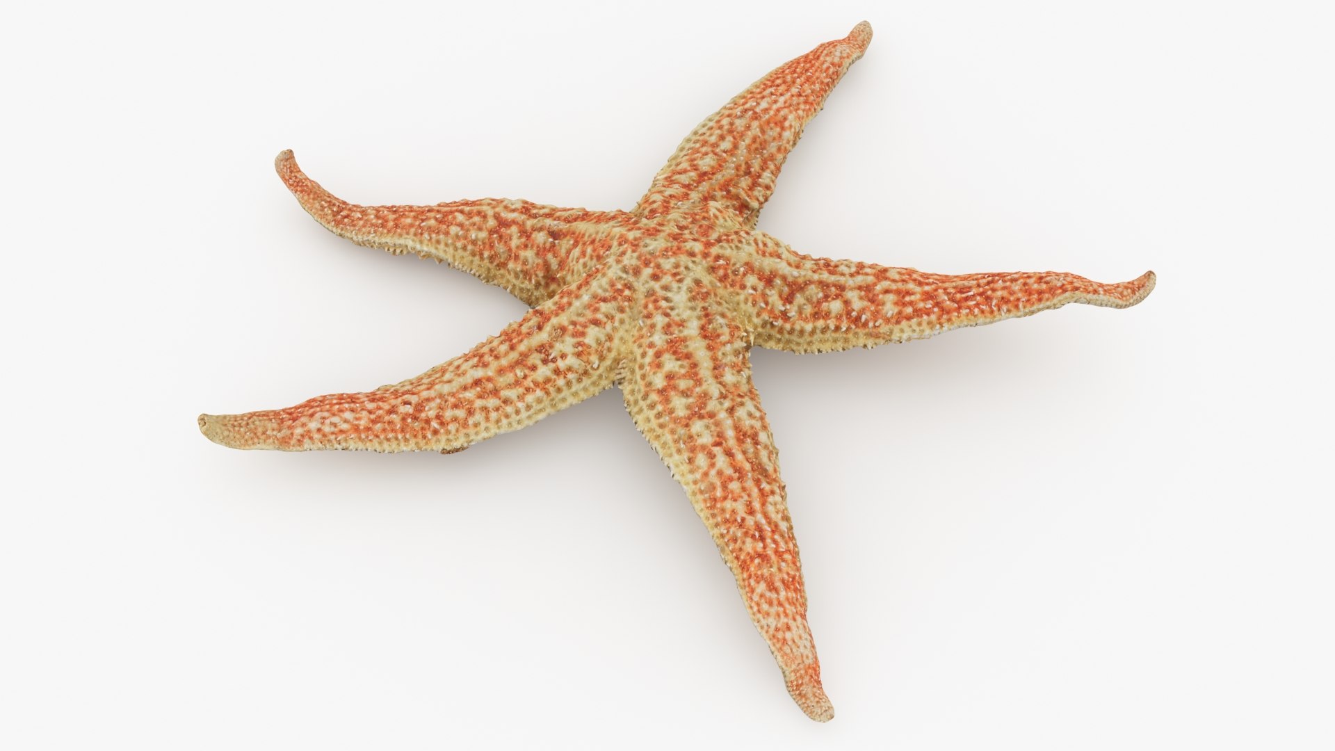Common Starfish Collection 3D - TurboSquid 2375359