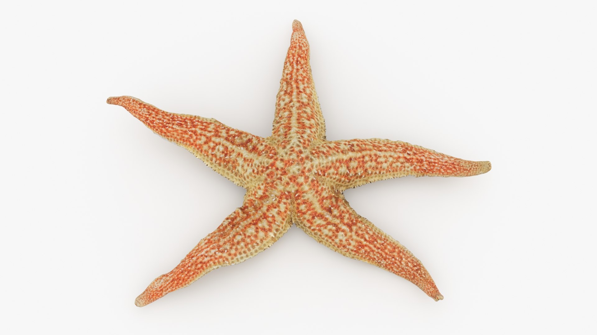 Common Starfish Collection 3D - TurboSquid 2375359