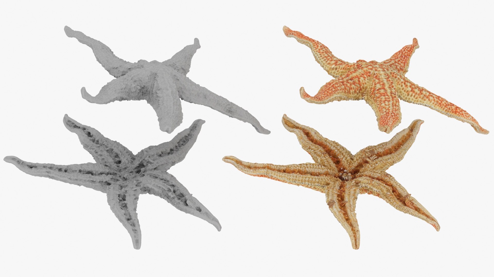 Common Starfish Collection 3D - TurboSquid 2375359