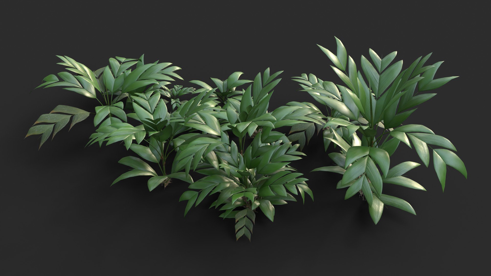 Modular Tasi Palm Trees - Geonoma Baculifera 3D Model - TurboSquid 2163884