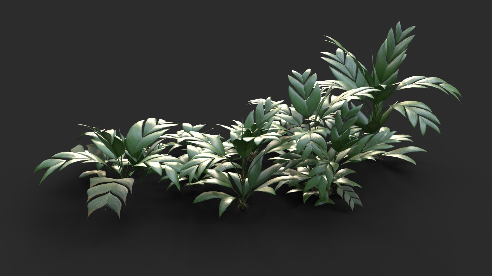 Modular Tasi Palm Trees - Geonoma Baculifera 3D Model - TurboSquid 2163884