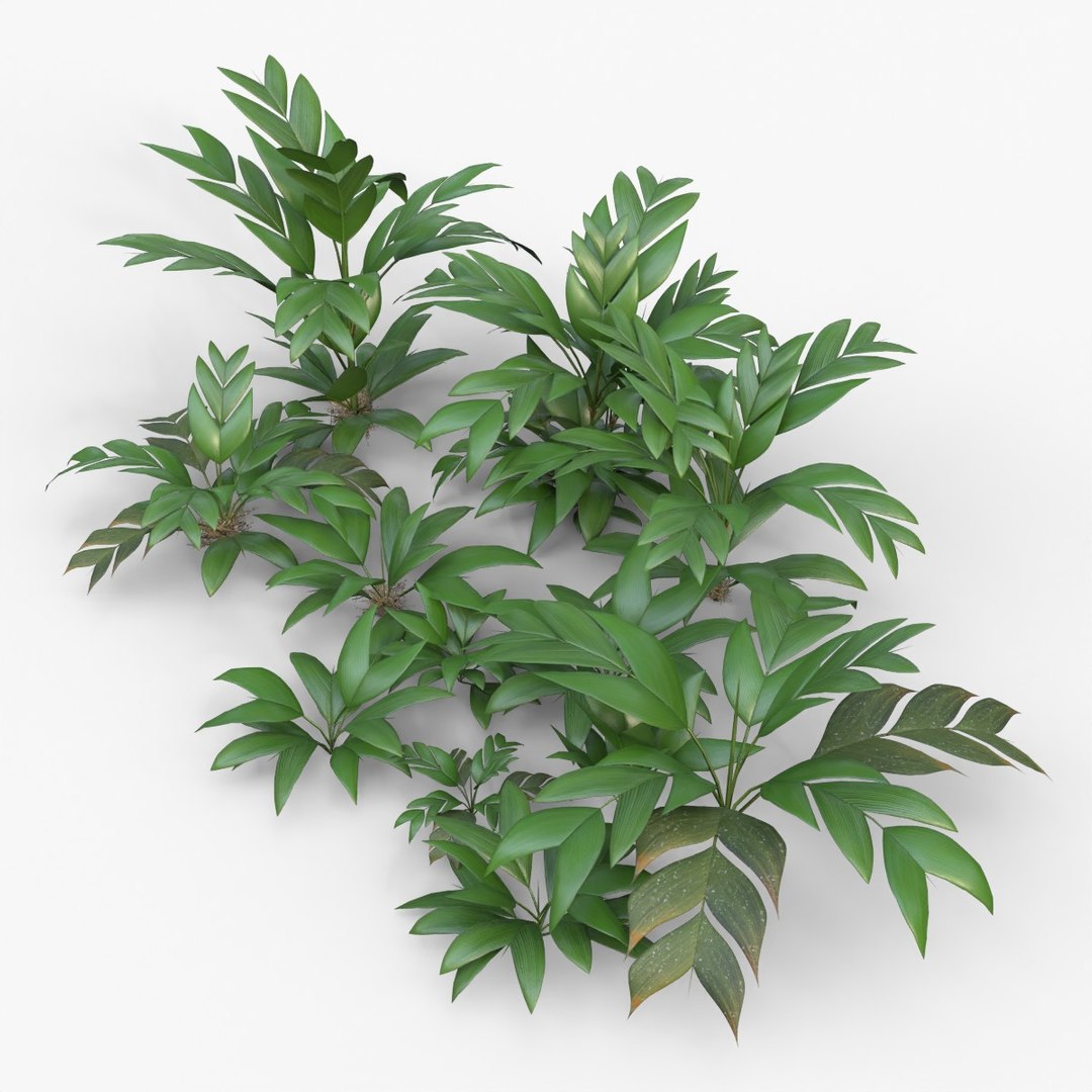 Modular Tasi Palm Trees - Geonoma Baculifera 3D Model - TurboSquid 2163884