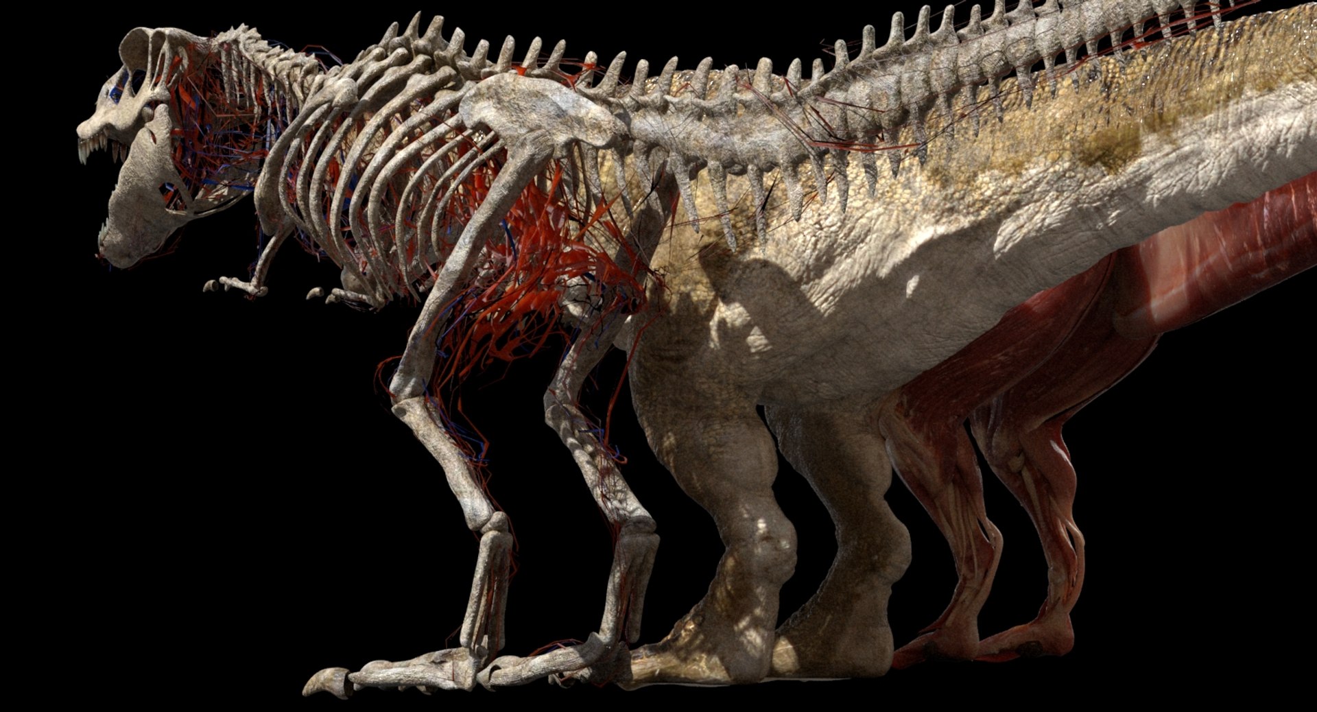 Muscle T Rex 3D Model - TurboSquid 1386225