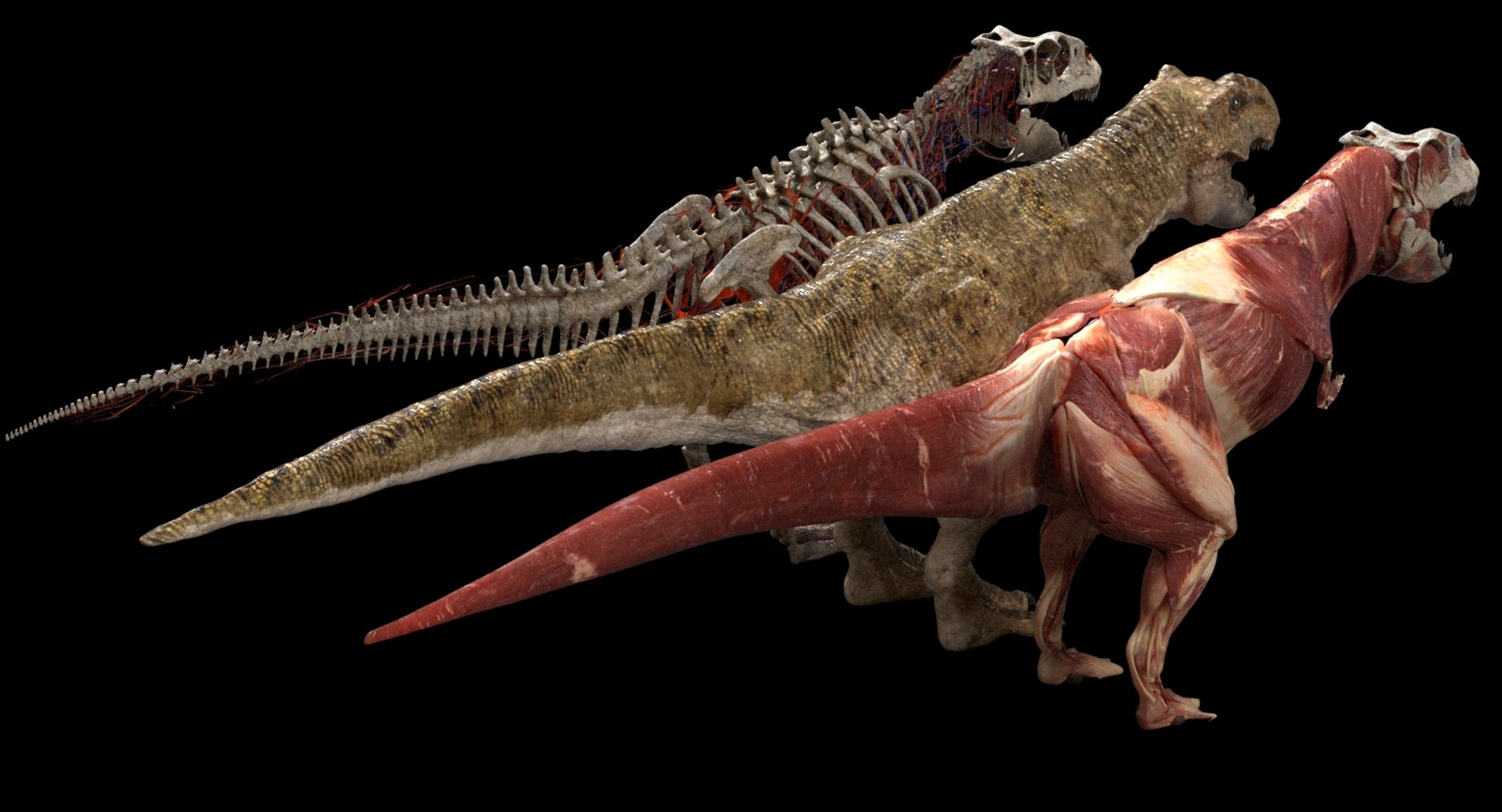 Muscle T Rex 3D Model - TurboSquid 1386225